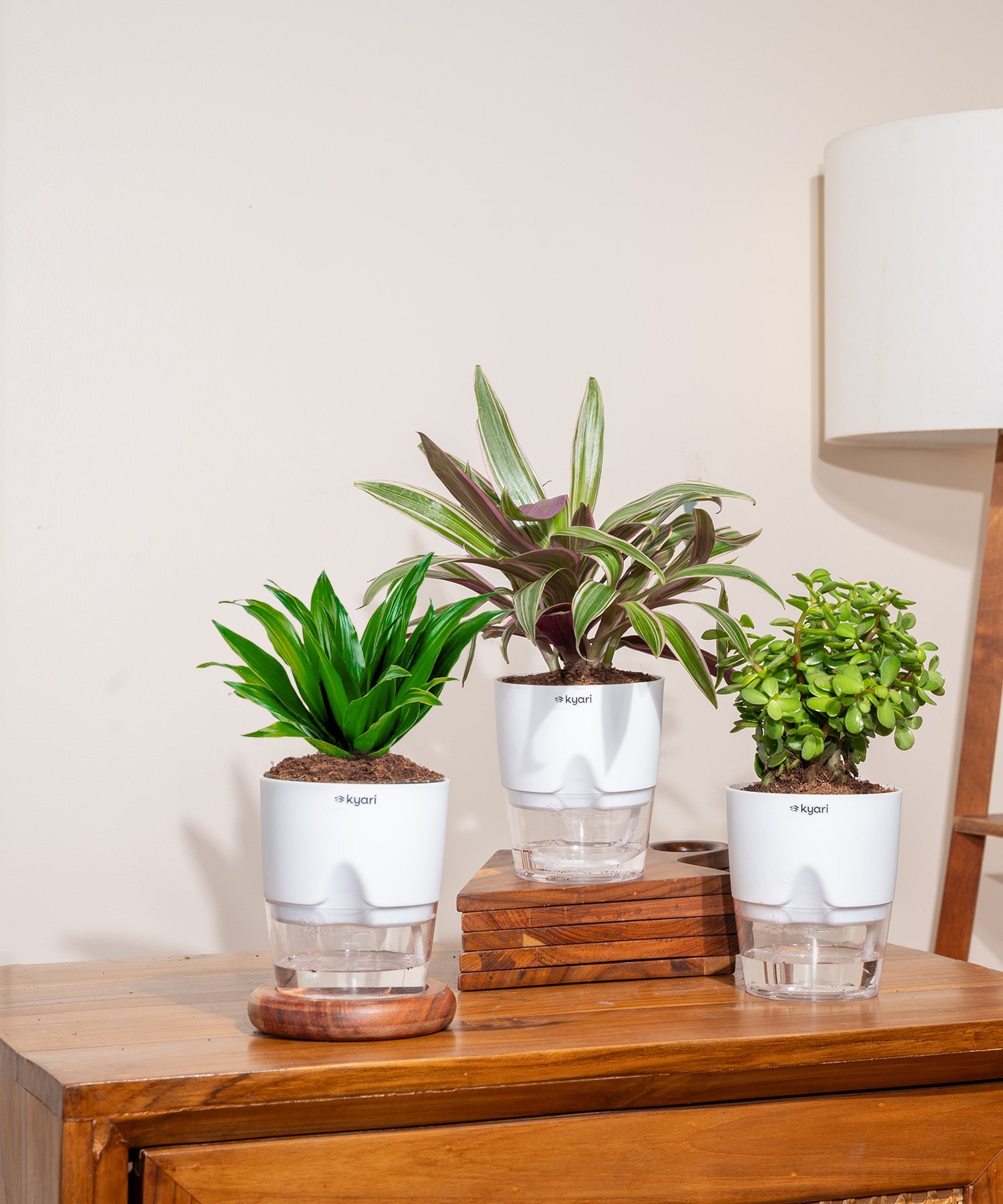 Buy Dracaena Compacta, Rhoeo Tricolor Plant & Lucky Jade Plant Combo in India at Best Price ...