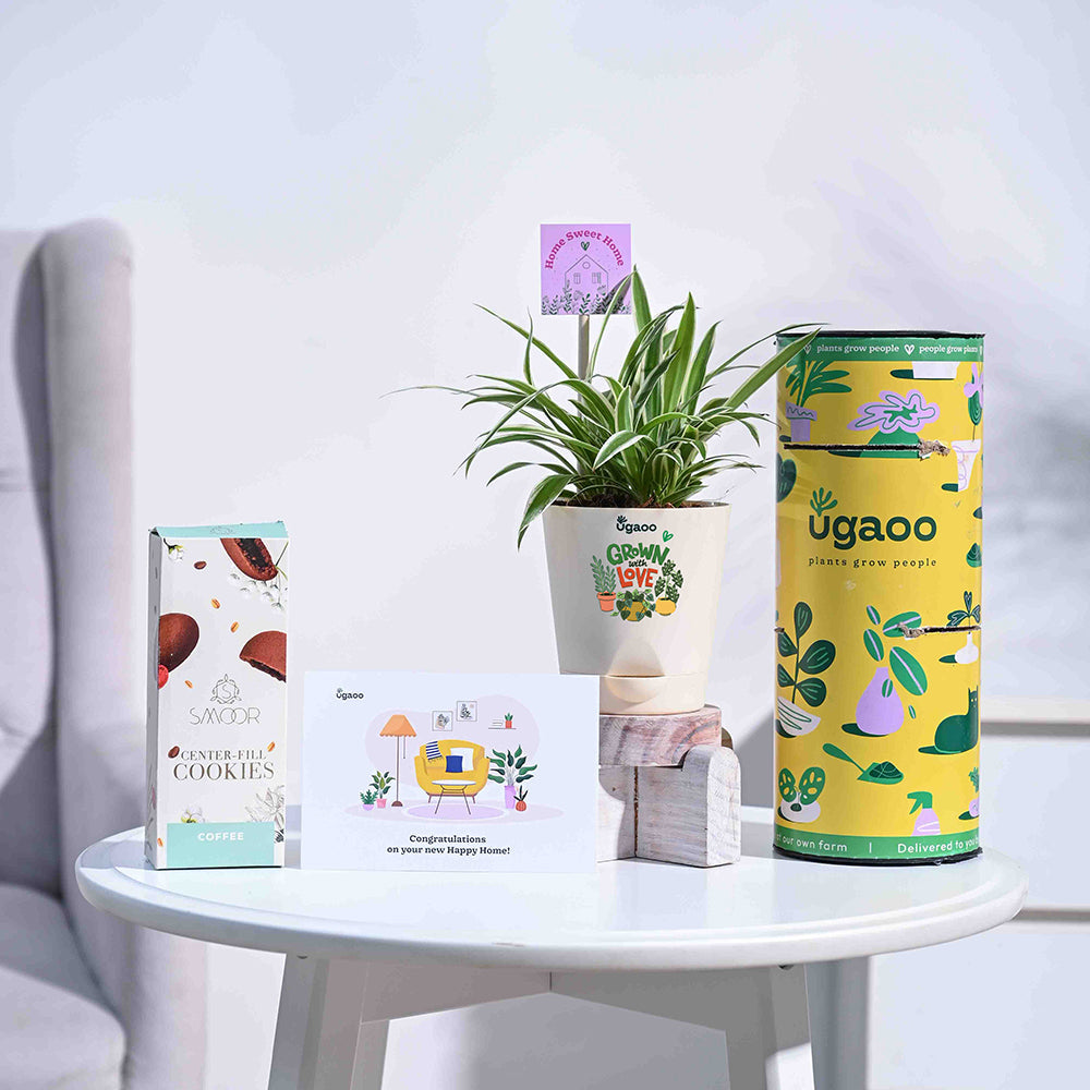 Buy Spider Plant Housewarming Gift Hamper in India at Best Price - Zop