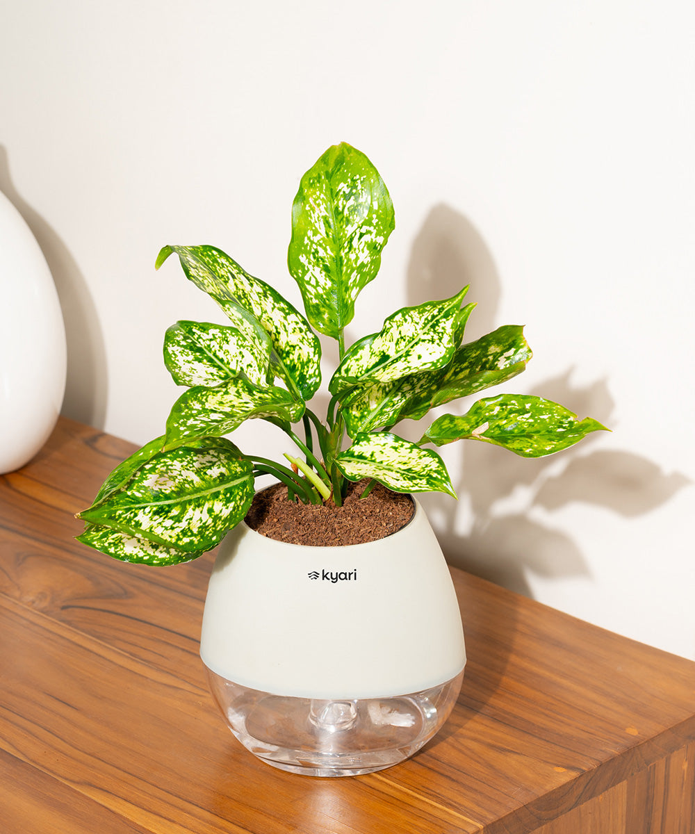 Buy Aglaonema Snow White Plant With Nova Self Watering Pot in India at ...