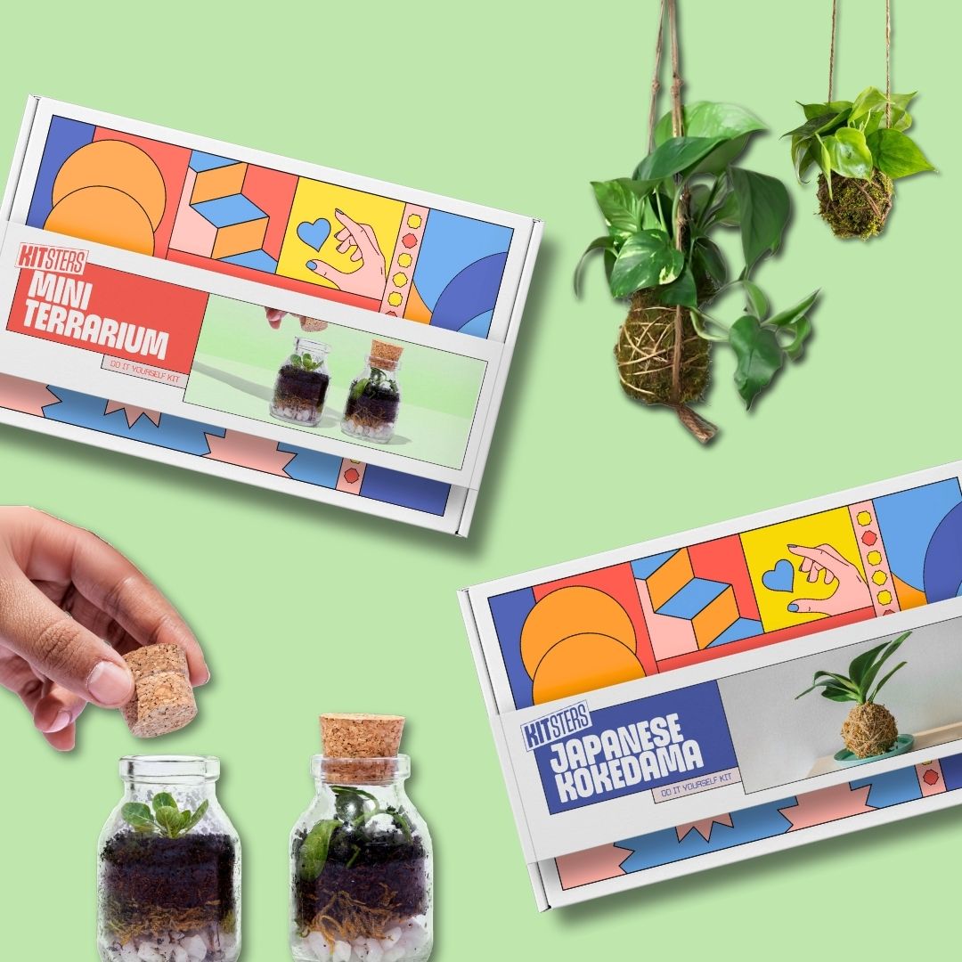 Buy COMBO : DIY Mini Terrarium Kit & DIY Japanese Kokedama Kit in India ...