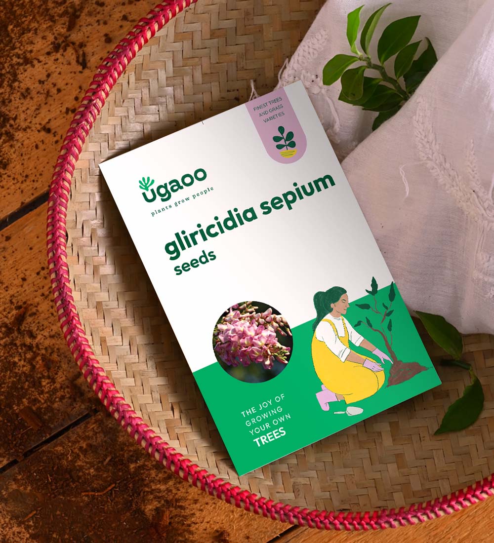Buy Gliricidia Sepium Seeds - 100 g in India at Best Price - Zop