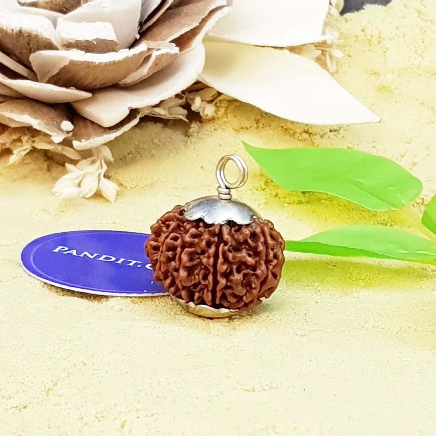 Buy Ten Mukhi Premium Rare Rudraksha in India at Best Price - Zop